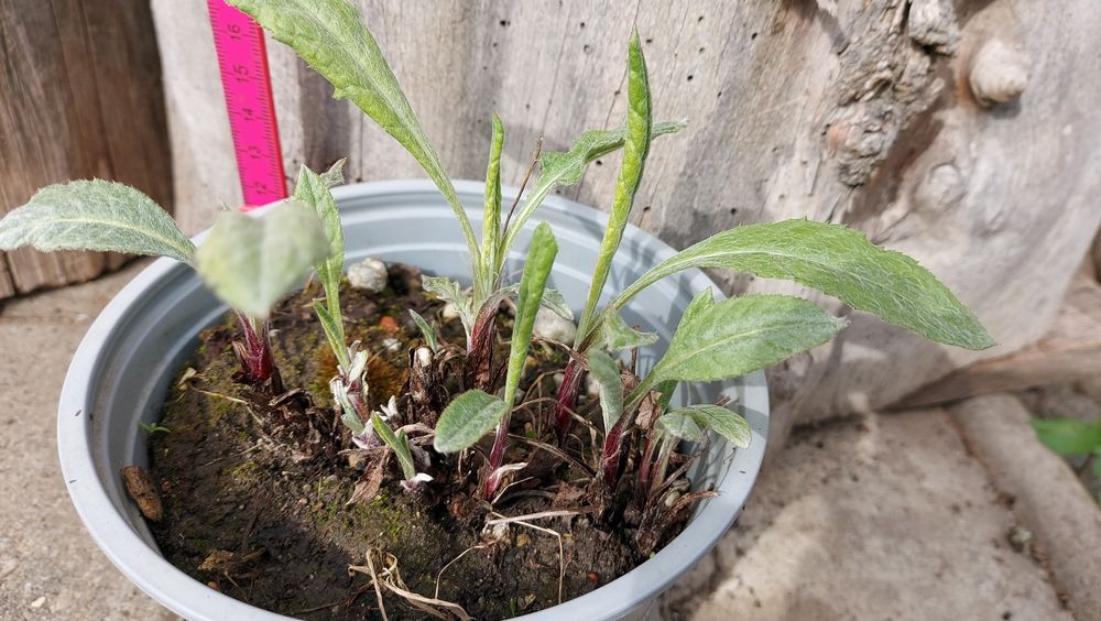 Echinops ritro / Kugeldistel Sämling/ Winterharte Staude | Kaufen auf ...