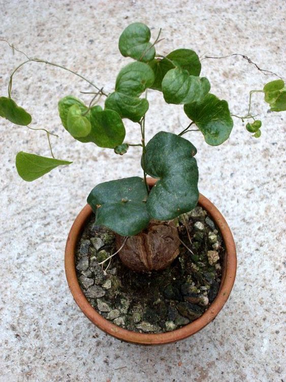 Dioscorea elephantipes - schöner Caudex (Neu (gemäss Beschreibung)) in ...