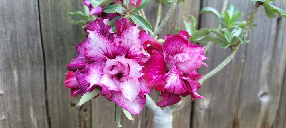 *Rarität* Adenium Obesum Simone | Kaufen auf Ricardo