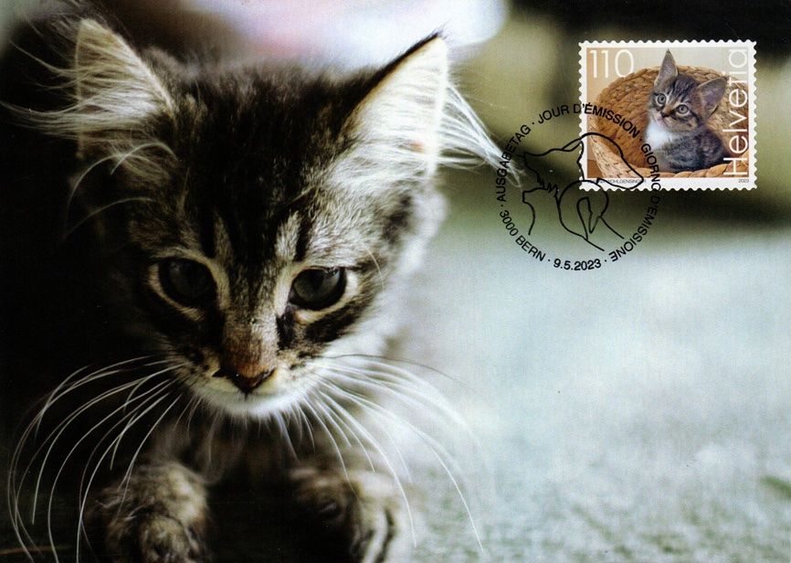 Maximumkarte Süsse Tiere - Katze (Neuf (Voir description)) à Dottikon pour CHF 4 – avec ...