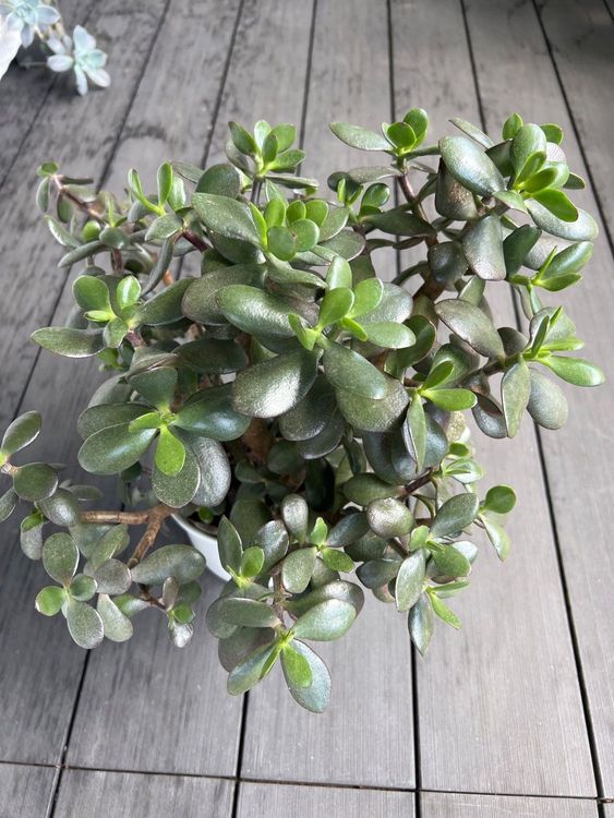 Dickblatt Geldbaum Crassula (Gebraucht) in Muri b. Bern für CHF 19 ...