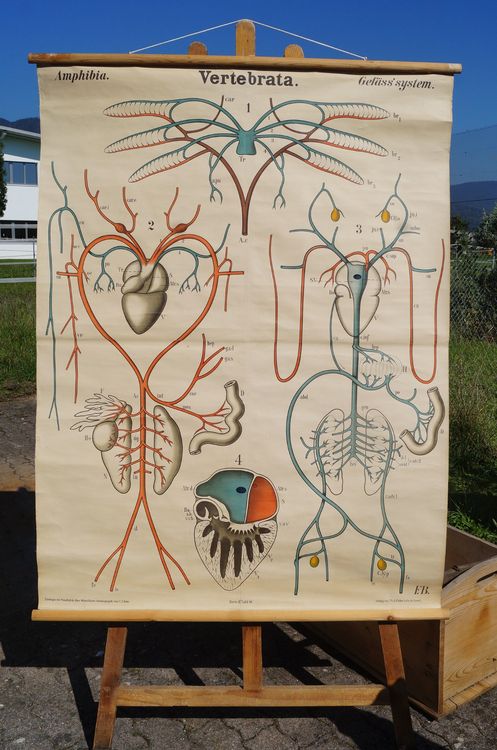 Schulwandbild Vertebrata. Amphibia. Gefäss'system. Dr. Chun (Gebraucht ...