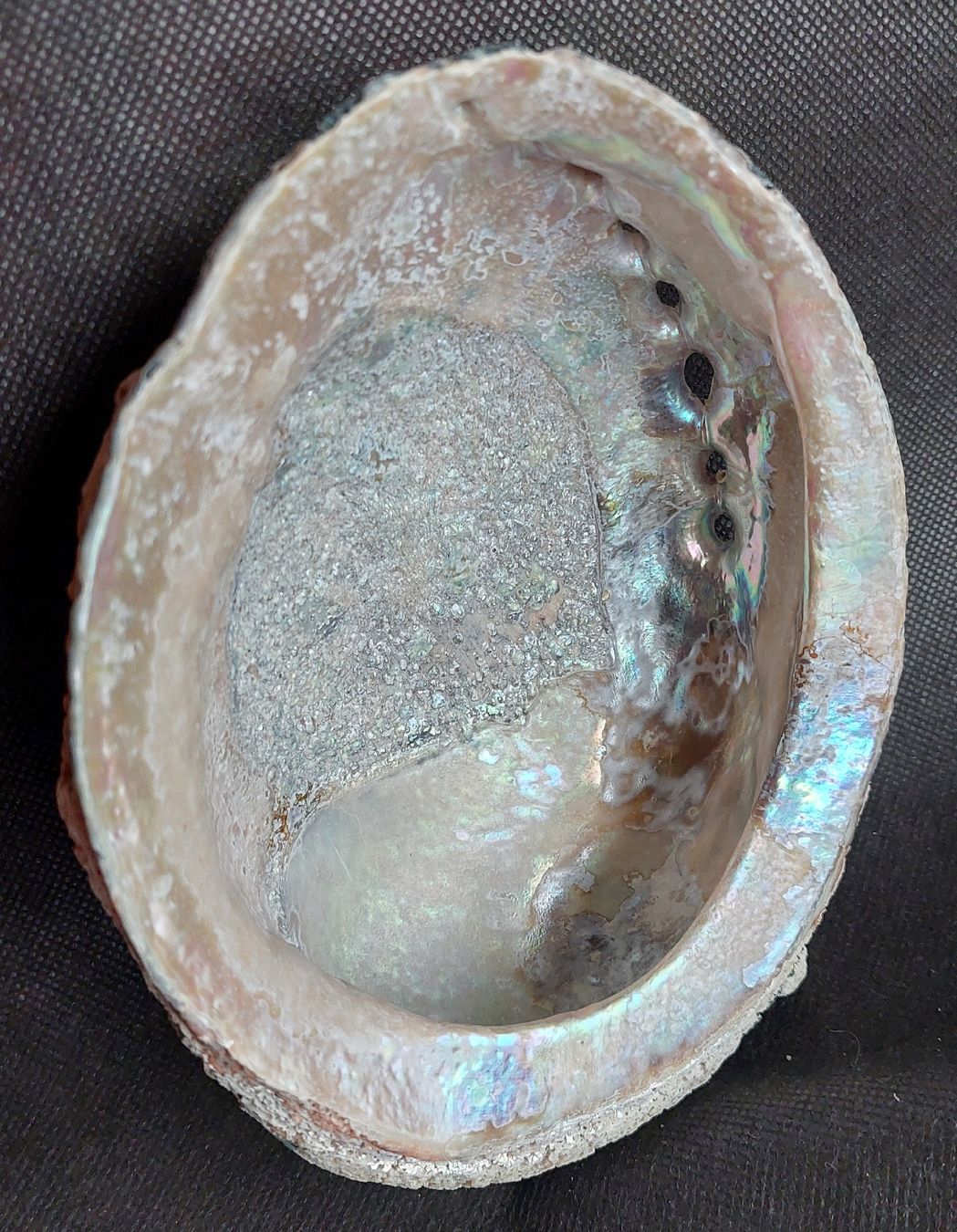 Robuste Riesen-Muschel ca. 16x12.5x5 cm / Gewicht : 300 gr. (Gebraucht ...