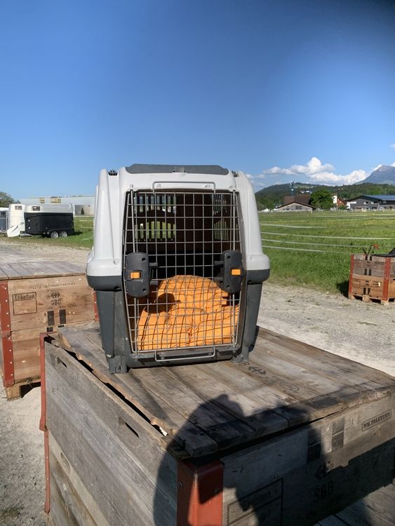 Hundetransportbox Skudo | Kaufen auf Ricardo