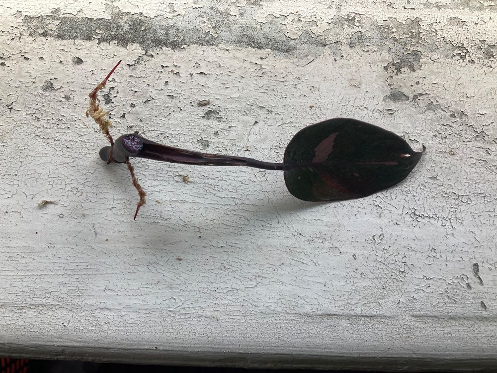 Philodendron Pink Princess Stammsteckling (Gebraucht) in Basel für CHF ...