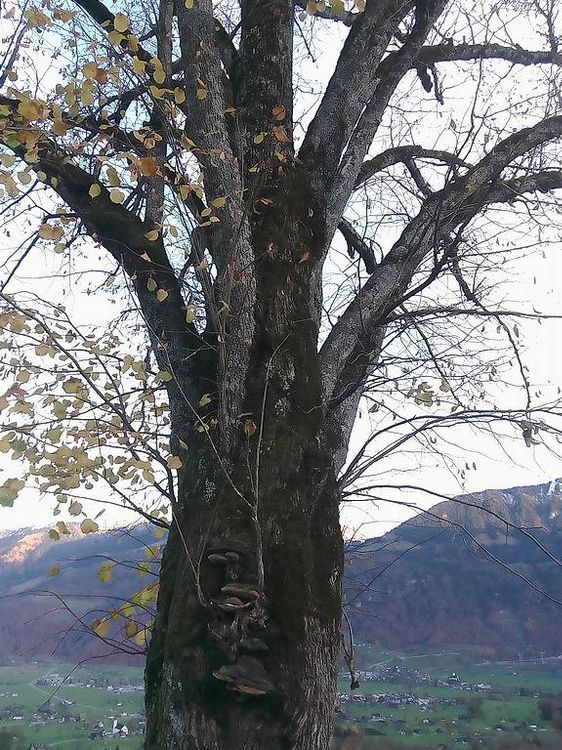 Lindenbaum (Gebraucht) in Giswil für CHF 100 – nur Abholung auf Ricardo ...