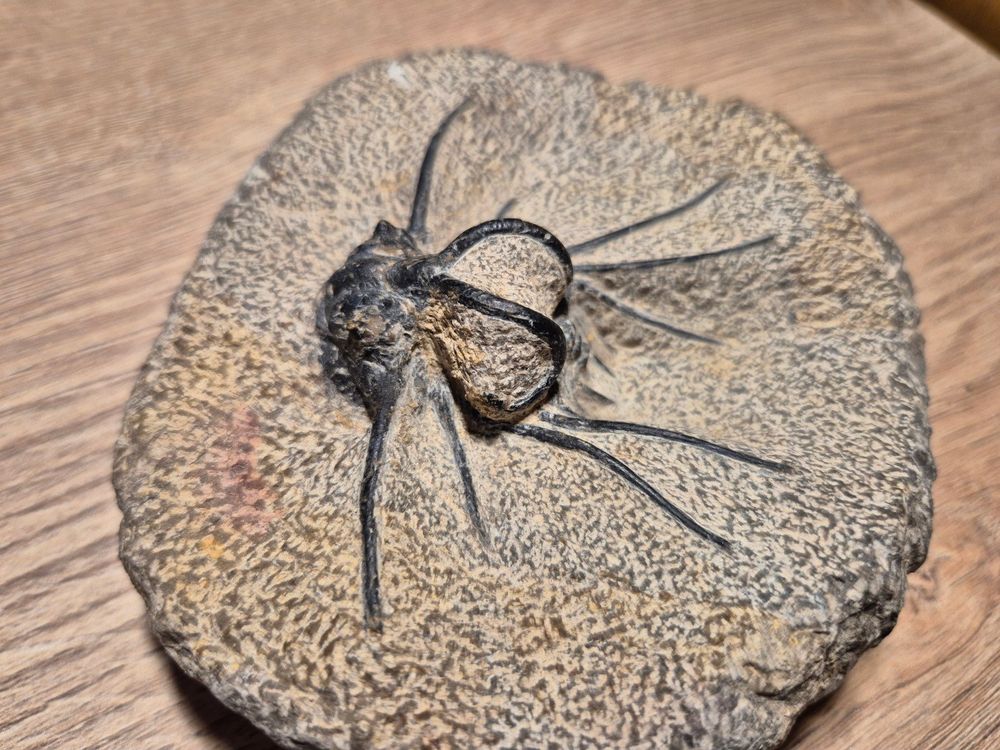 Fossile trilobite à longues épines – sur gangue naturelle (D'occasion ...