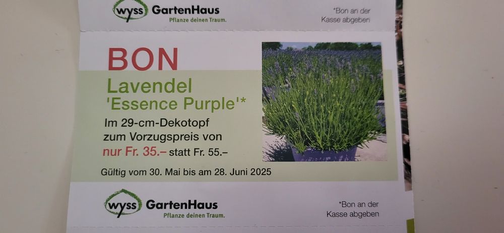 Lavendel 'Essence Purple', 29cm Topf, Wyss Gartenhaus Bon (Neu (gemäss ...