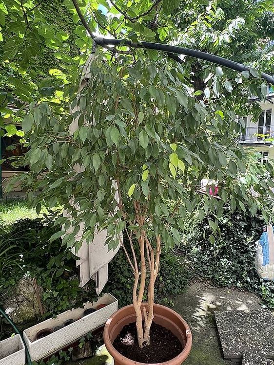 Birkenfeige Ficus Benjamini, Pflanze 2m (Gebraucht) in Basel für CHF 59 ...