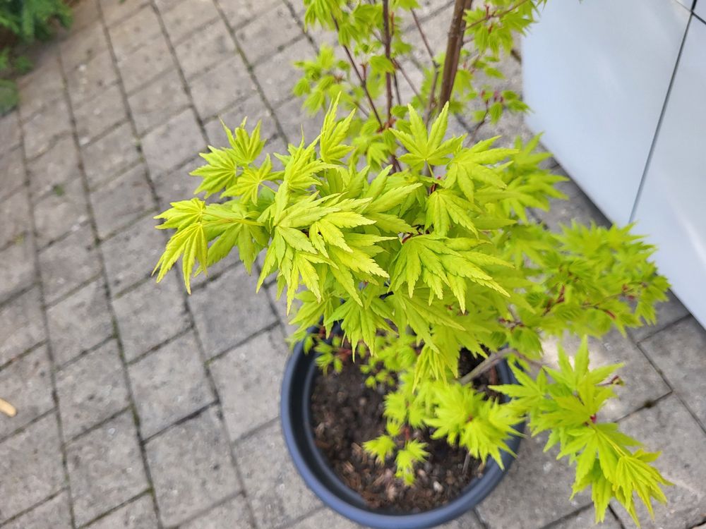 Fächerahorn Acer palmatum Going Green 117 cm hoch im Topf (Gebraucht) in Buchs AG für CHF 55 ...