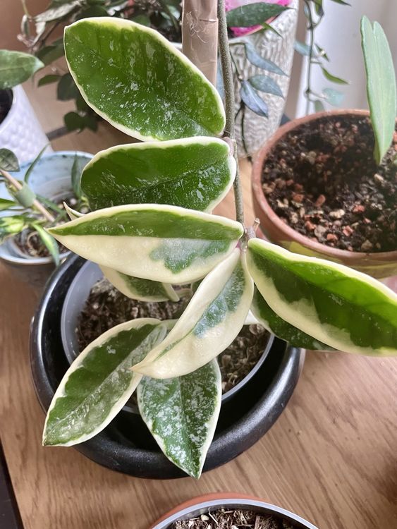 Hoya carnosa krimson queen splash | Kaufen auf Ricardo