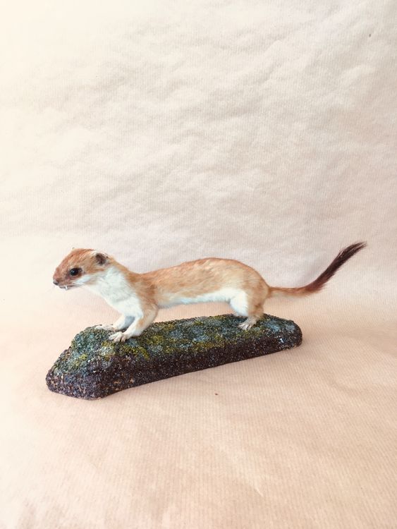 Wiesel Präparat Tier ausgestopft (Gebraucht) in Bern für CHF 75 – nur ...