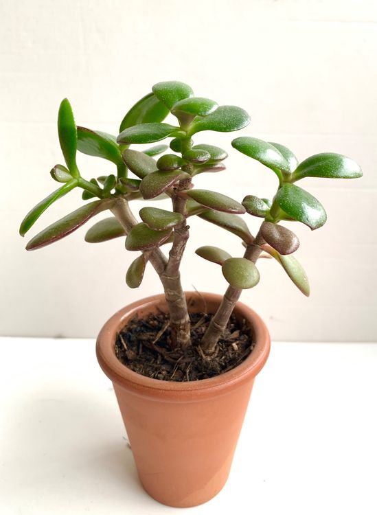 Geldbaum- Mini Crassula ovata Pfennigbaum 10cm Zimmerpflanze (Neu ...