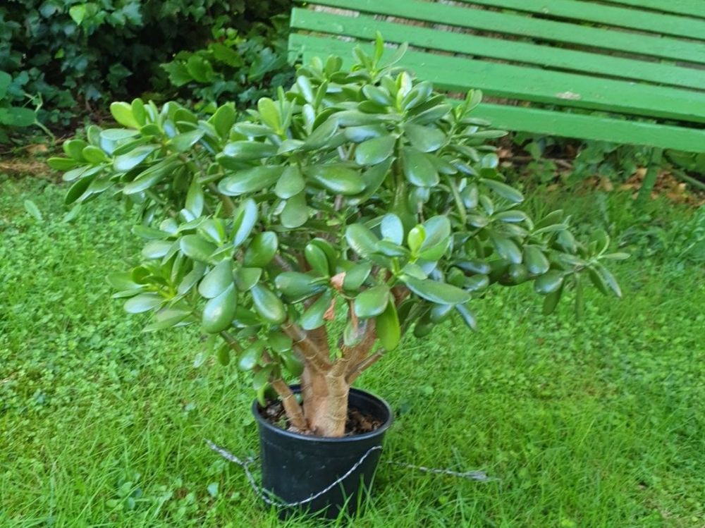 Dickblatt Geldbaum Crassula | Kaufen auf Ricardo