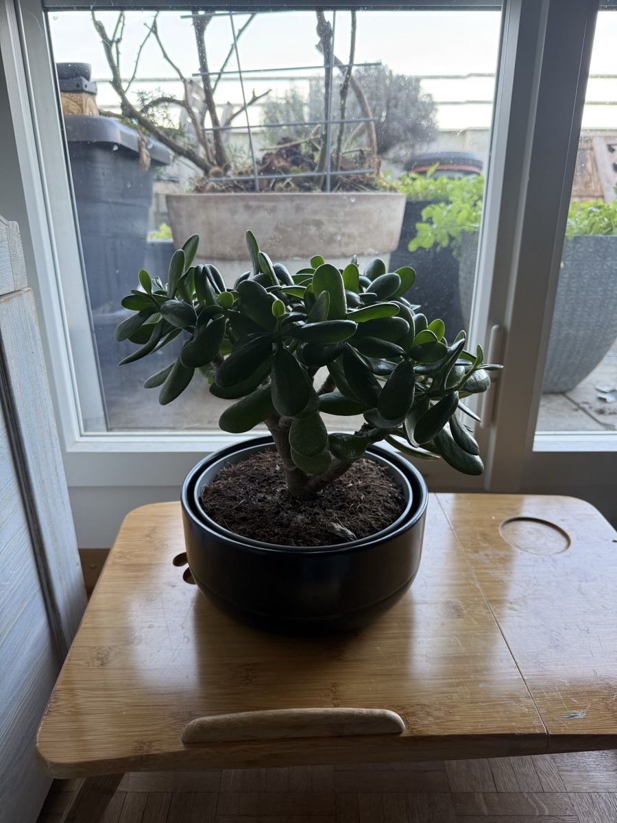 Jade Plant in Black Pot - Perfect Indoor Decor! (Gebraucht) in Zug für ...