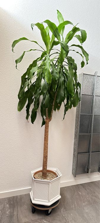 Grosser Drachenbaum, Zimmerpflanze | Kaufen auf Ricardo