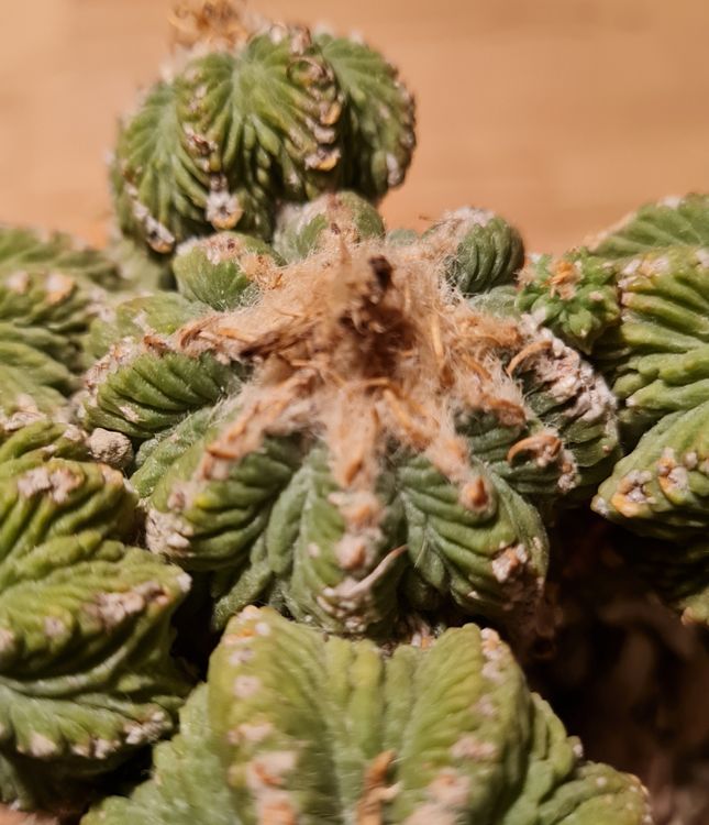 Aztekium Ritterii 1975 (Gebraucht) in Basel für CHF 150 – mit Lieferung ...