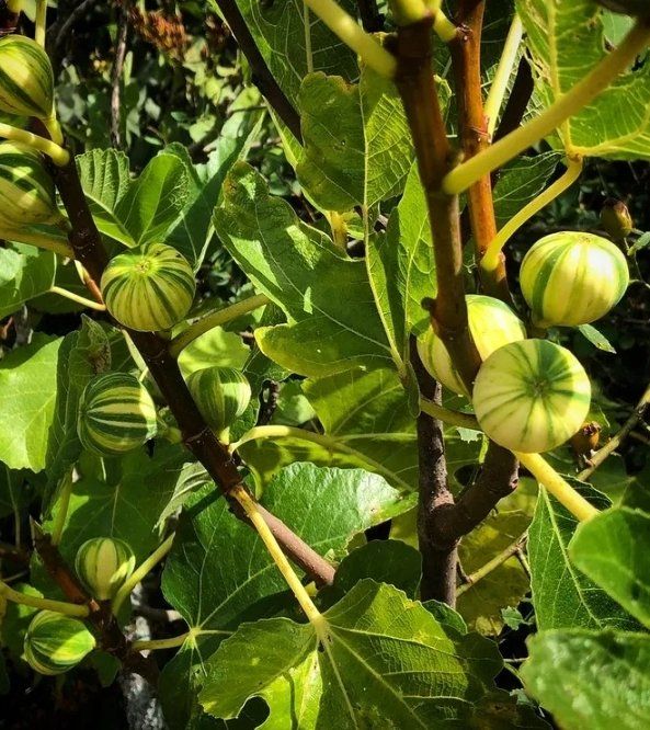 XXL (150 cm) Echte Feigenbaum " FICUS PANACHÉ" GESTREIFT (Neu und originalverpackt) in Rovio für ...