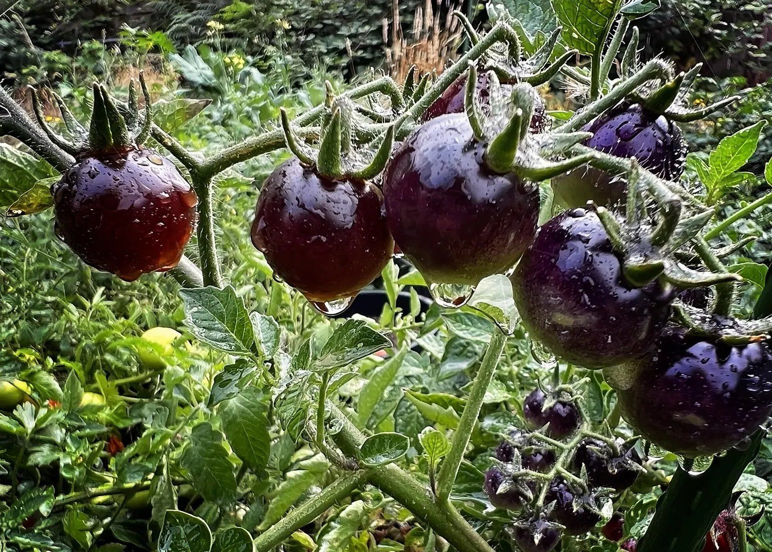 Tomate 💙 ️💜 Indigo Blue Berries, Rarität, 10 Samen (Neu und ...