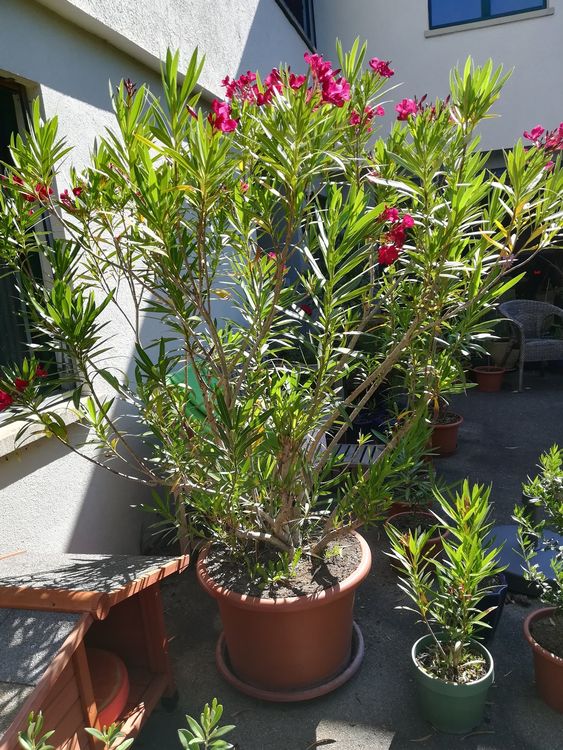 Grosser Oleander "Emile Sahut" mit roter Blüte (Gebraucht) in ...