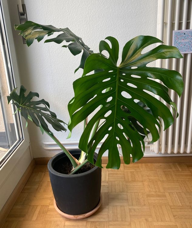 wunderschöne, kräftige Monstera deliciosa | Kaufen auf Ricardo
