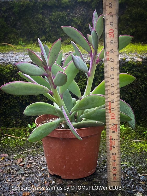 Senecio Crassissimus (Neu (gemäss Beschreibung)) in Adliswil für CHF 22 ...