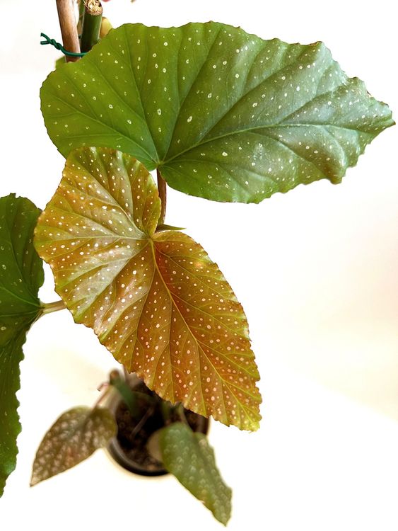 BEGONIA*CORALLINA de LUCERNA***** | Kaufen auf Ricardo