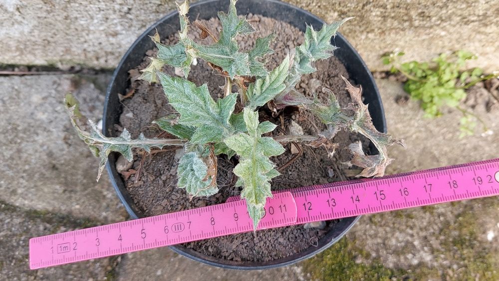 Echinops ritro / Kugeldistel Sämling/ Winterharte Staude | Kaufen auf ...