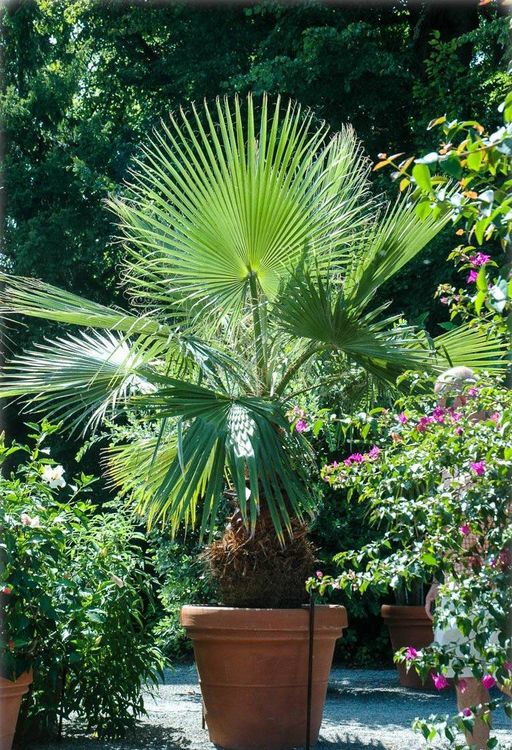 Washington Palme - Washingtonia filifera - 12 Samen | Kaufen auf Ricardo