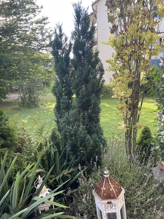 2 blaue Thuja ca 150 cm hoch (Gebraucht) in winterthur für CHF 50 – nur ...