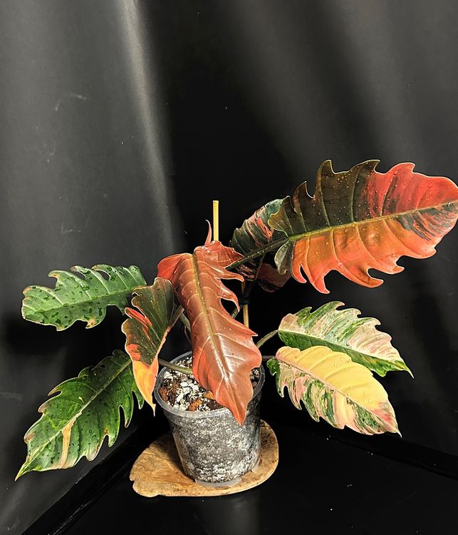 🔥PHILODENDRON CARAMEL MARBLE „FIRE TIGER“ SUPER RED CUTTING (Gebraucht ...