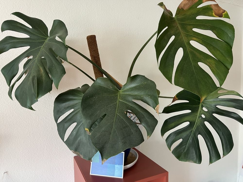 Monstera Deliciosa klein | Kaufen auf Ricardo