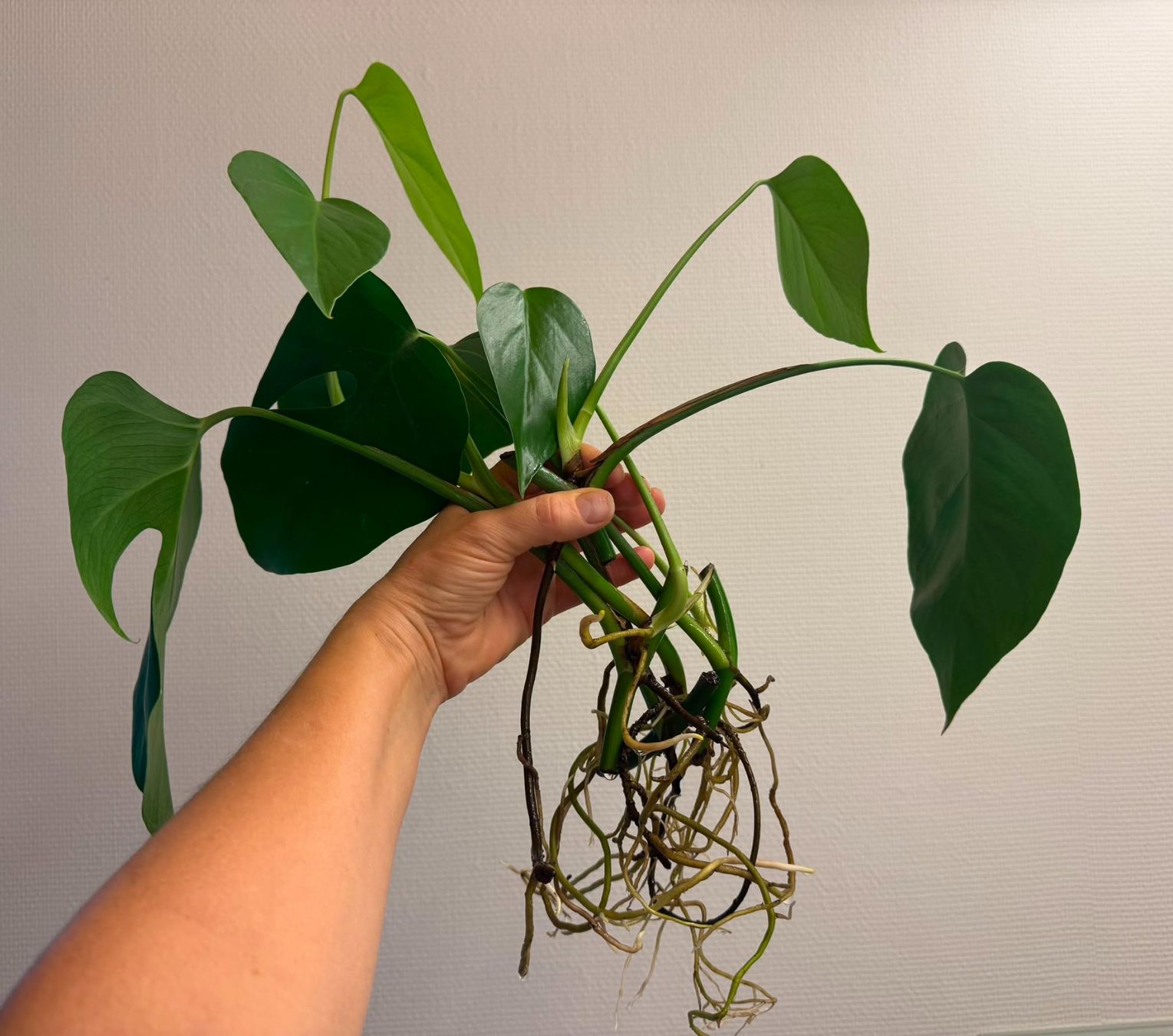 Monstera deliciosa var. sierrana (Hawaii Clone) (Neu (gemäss ...