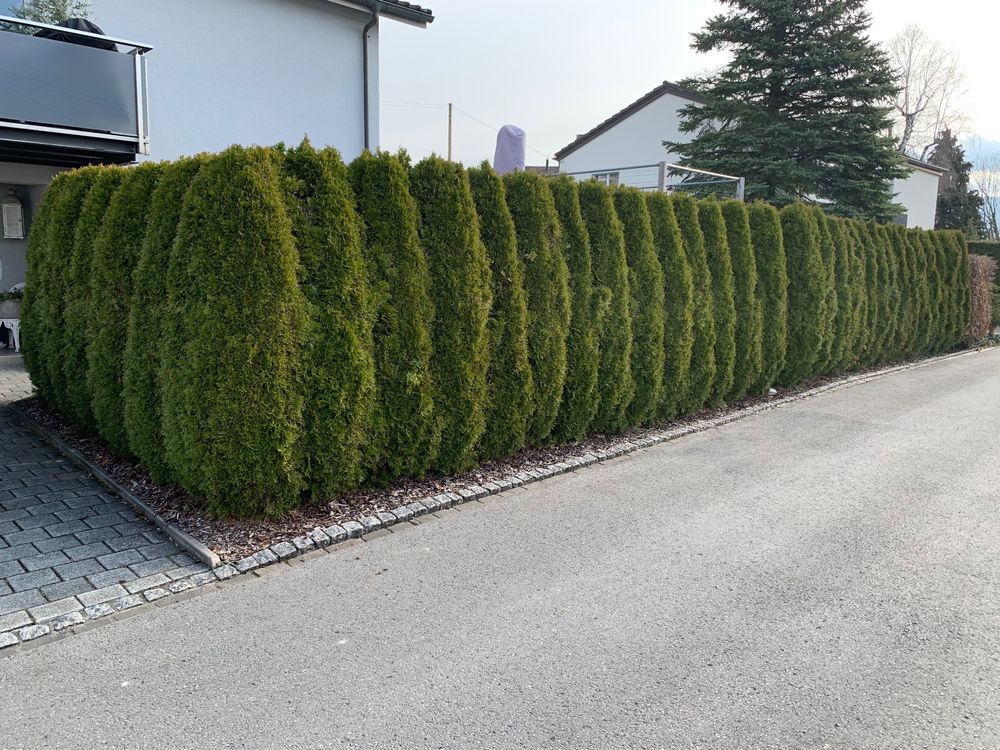 Tuja 30 Stk. 2 m hoch (Gebraucht) in Rebstein für CHF 1 – nur Abholung ...