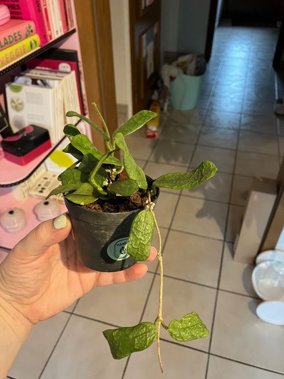 Hoya rotundifolia plante d’intérieur | Kaufen auf Ricardo