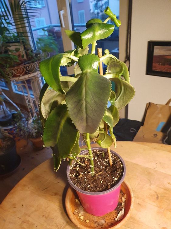 Kalanchoe (Kalanchoe ceratophylla Haw.) (Gebraucht) in Zürich für CHF ...