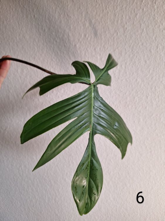 Philodendron Florida Ghost | Kaufen auf Ricardo