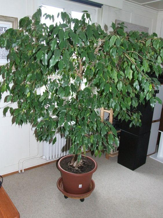 Grosser Ficus Benjamini Baum, mehrstämmig | Kaufen auf Ricardo