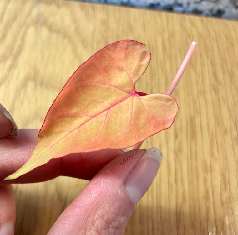 Fallopia Multiflora Variegata (Gebraucht) in Kaiseraugst für CHF 25 ...