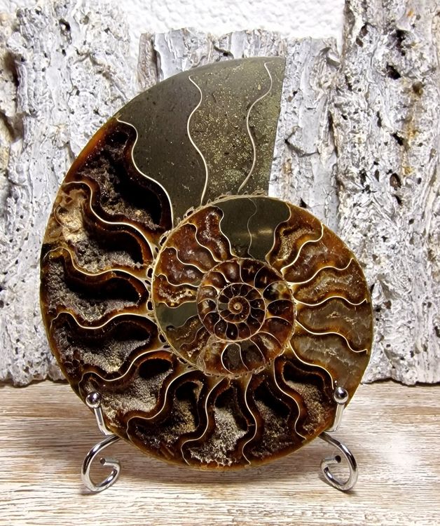 Ammonit 223g (Neu (gemäss Beschreibung)) in Matzingen für CHF 20 – mit Lieferung auf Ricardo kaufen