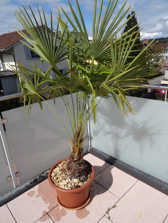 Palme | Kaufen auf Ricardo