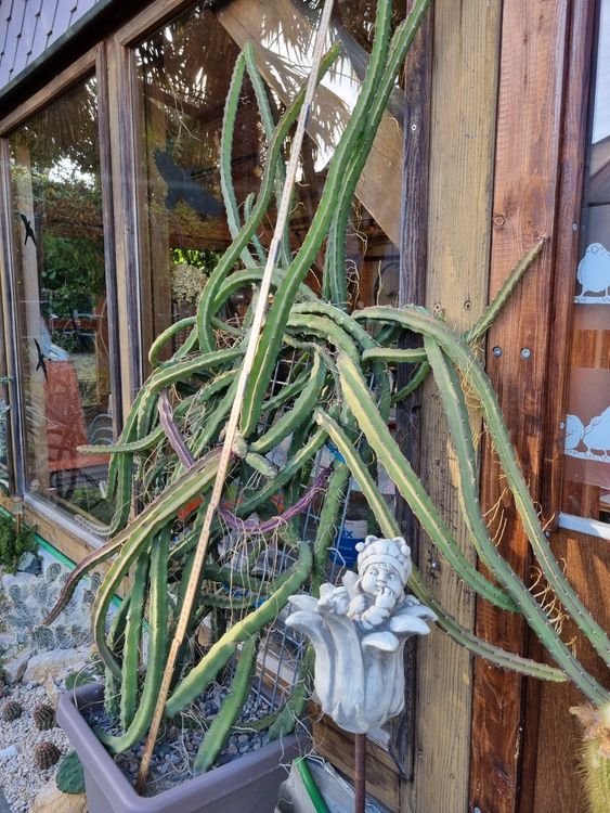 Königin der Nacht (1) (Gebraucht) in Wiedlisbach für CHF 79 – nur Abholung auf Ricardo kaufen