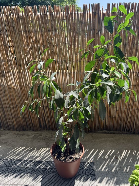 Ficus Alii Zimmerpflanze, pflegeleicht, ca. 90 cm gross (Gebraucht) in ...