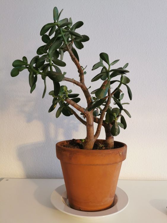 Geldbaum pfennigbaum crassuala ovata | Kaufen auf Ricardo