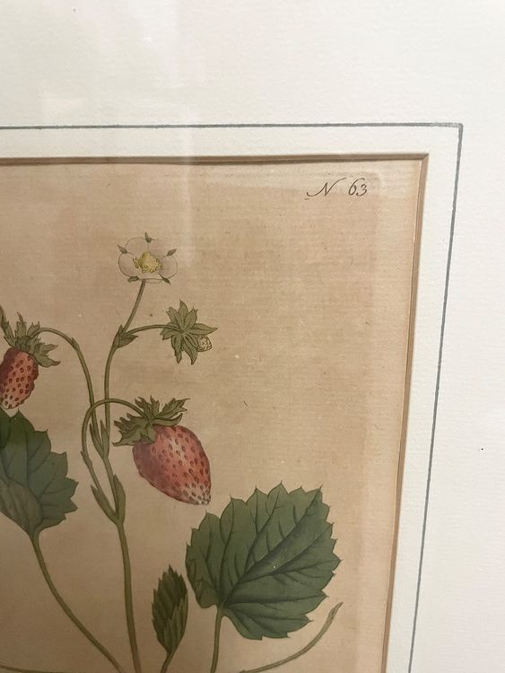 Handkolorierter Kupferstich William Curtis 18. Jahrhundert | Kaufen auf Ricardo