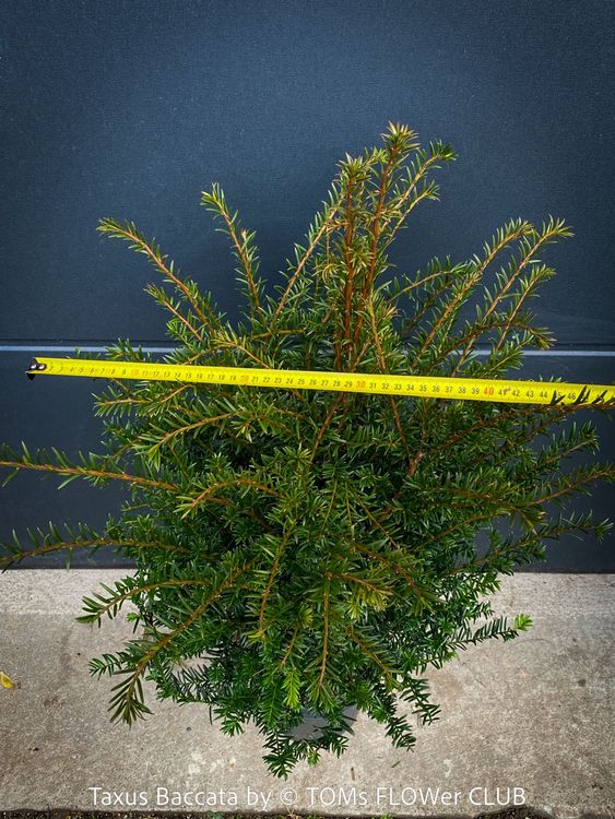6x Eiben (Taxus Baccata) - für schön kompakte Grünhecke (Neu und ...