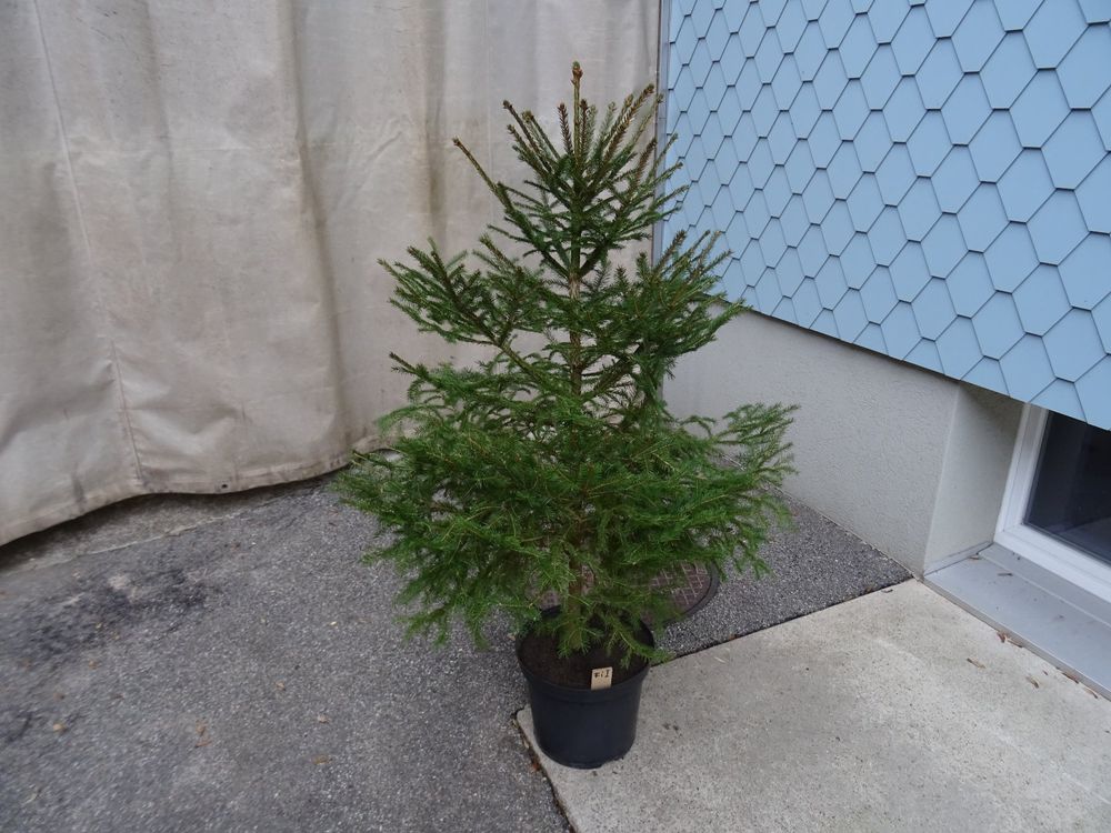 Picea abies Fichte Rottanne im Topf gewachsen 120 cm (FiI) (Neu (gemäss Beschreibung)) in ...