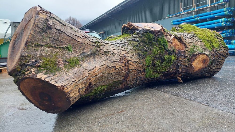 Nussholz Stamm Holz Nussbaumstamm Sägen drechseln basteln (Neu (gemäss ...