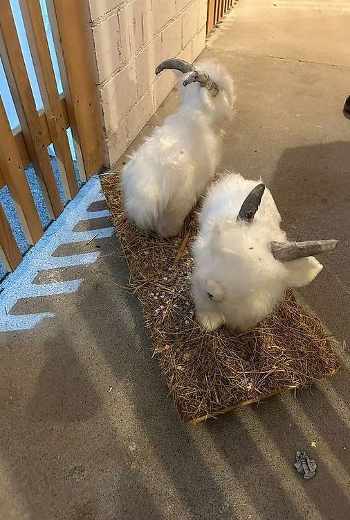 Ziegen/Geisli auf Rollen zum Nachziehen (Gebraucht) in Rümlang für CHF ...