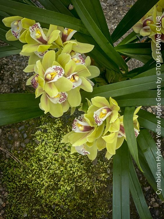 Cymbidium Hybride Yellow Apple Green Orchidee (Neu und originalverpackt) in Adliswil für CHF 21 ...